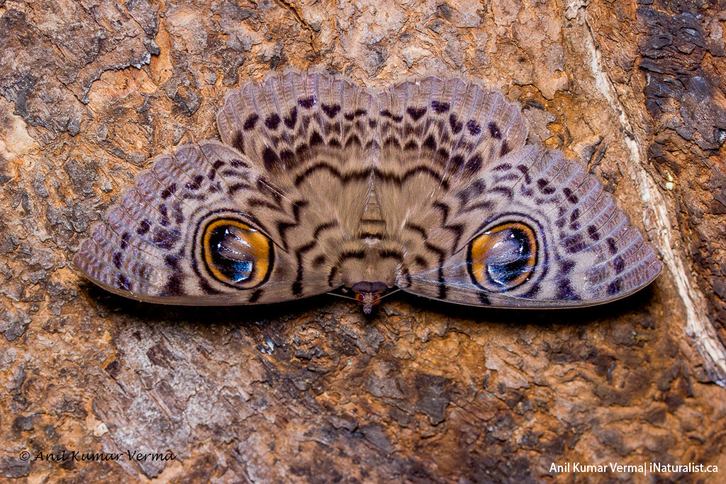 Pranksters in the Wild – Your Connection to Wildlife