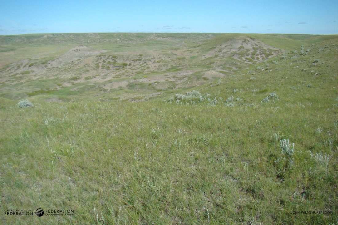 L’eau dans les Prairies – Votre lien avec la faune
