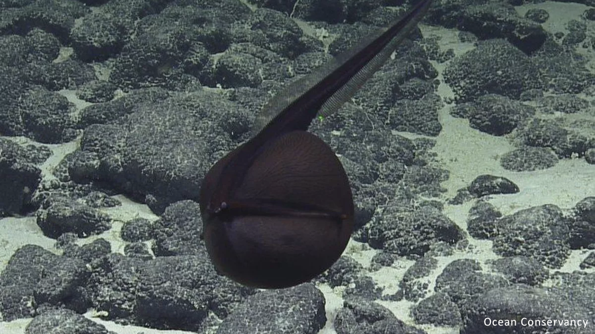 Rolling in the Deep: Meet 8 Creatures that Live in the Deep Sea – Your ...