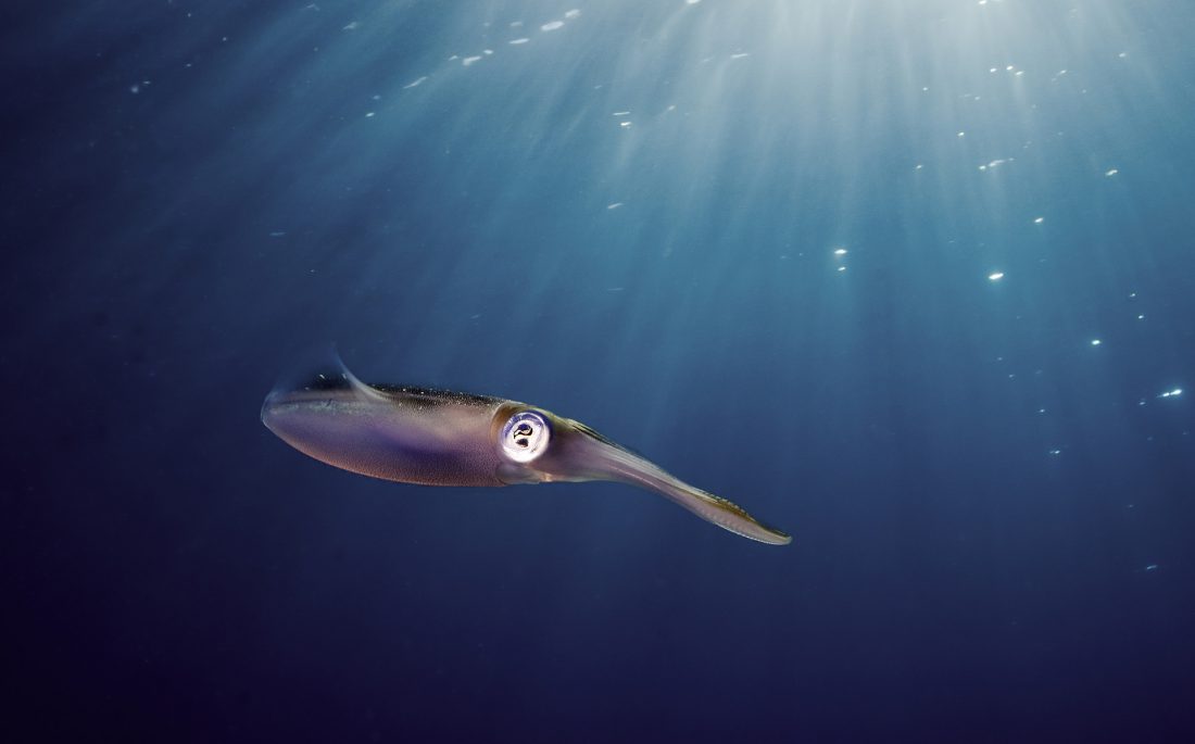 Rolling in the Deep: Meet 8 Creatures that Live in the Deep Sea – Your ...