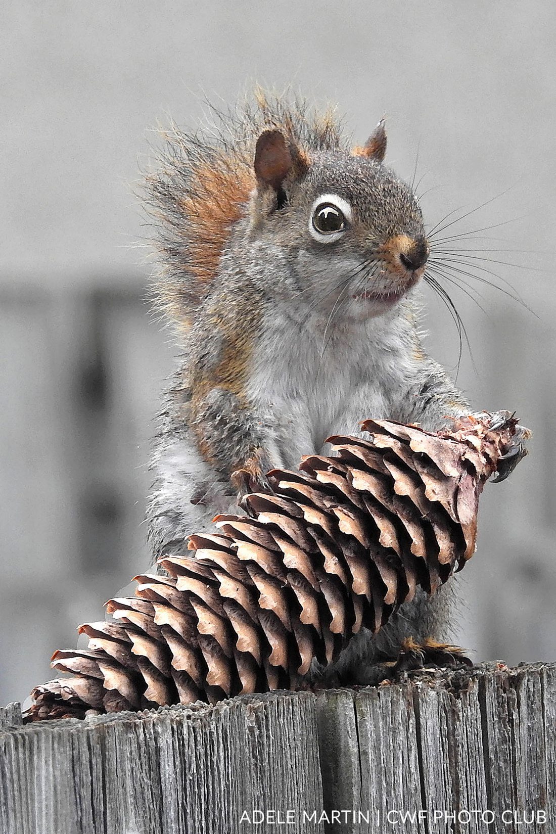7 Ways to Make Your Backyard a Haven for Small Mammals This Fall – Your ...