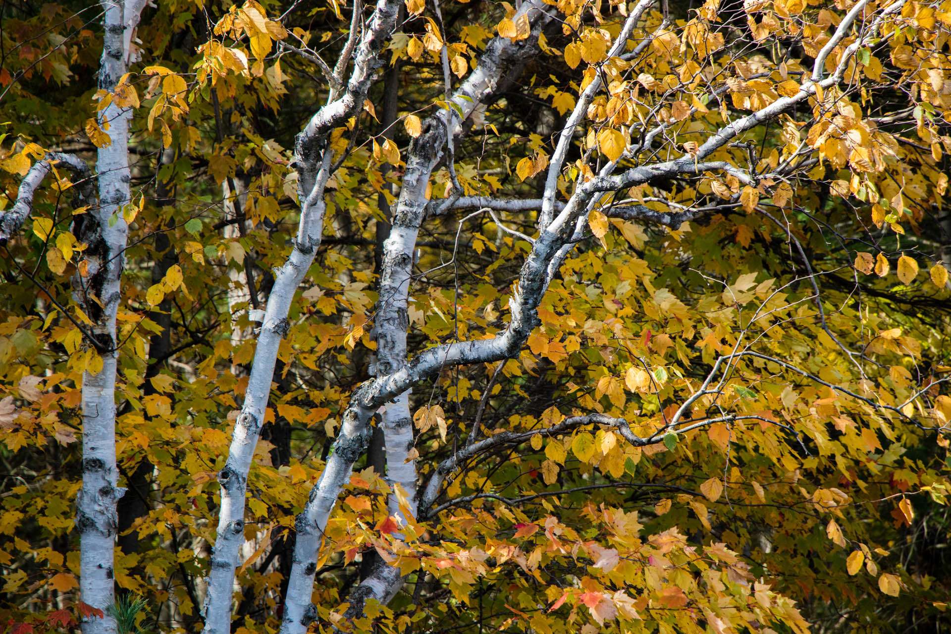 7 Ways to Make Your Backyard a Haven for Small Mammals This Fall – Your ...