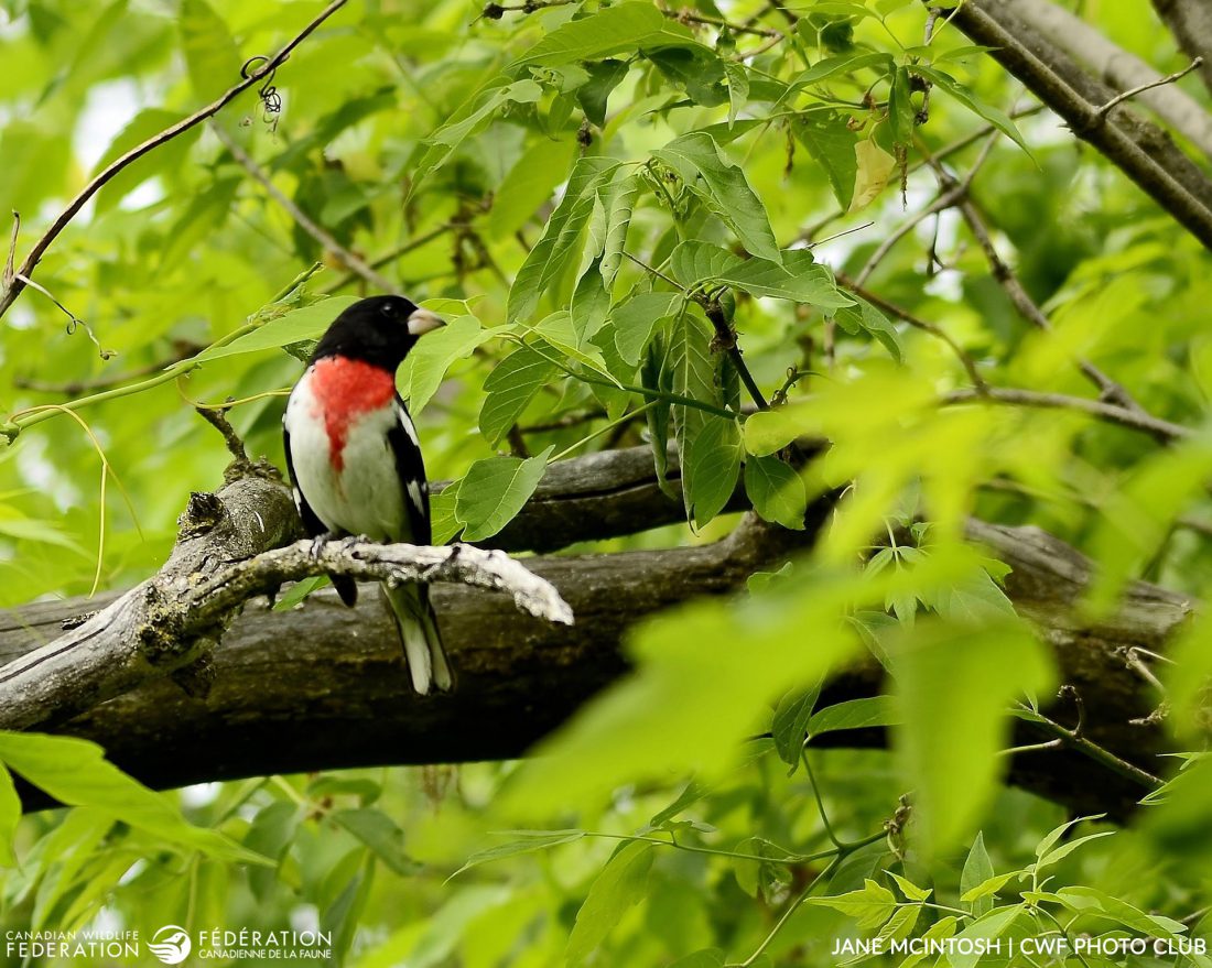 Gender (Non)Binary in Wildlife – Your Connection to Wildlife