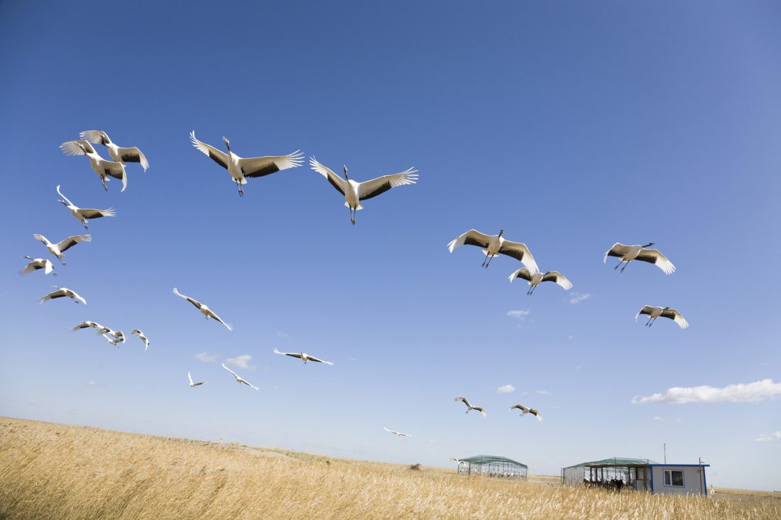 Astounding Migrations – Your Connection to Wildlife