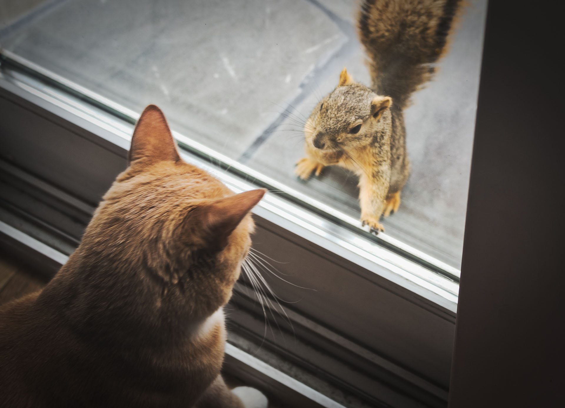6 Things You Should Do to Help Squirrels in Your Backyard – Your ...