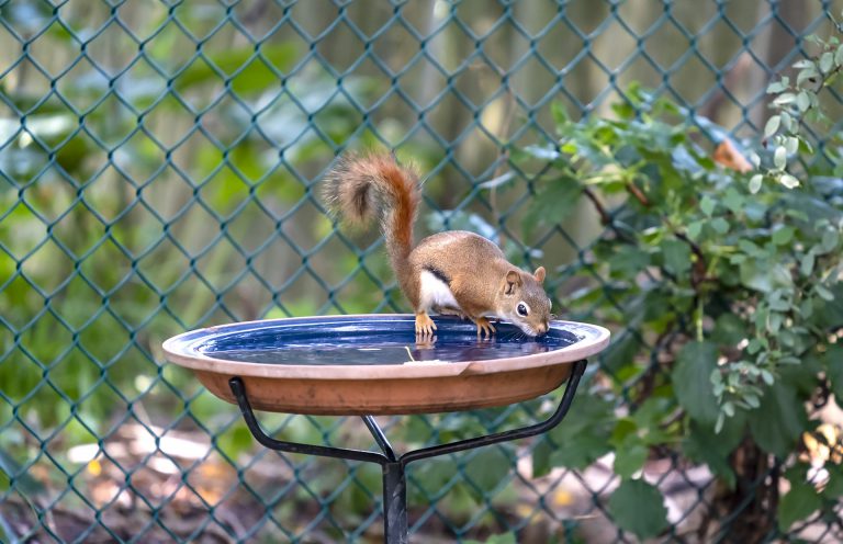 6 Things You Should Do to Help Squirrels in Your Backyard – Your ...