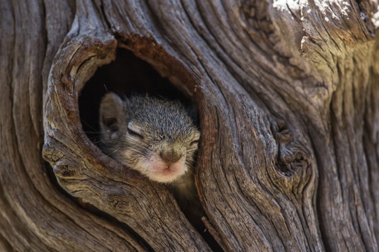 6 Things You Should Do to Help Squirrels in Your Backyard – Your ...