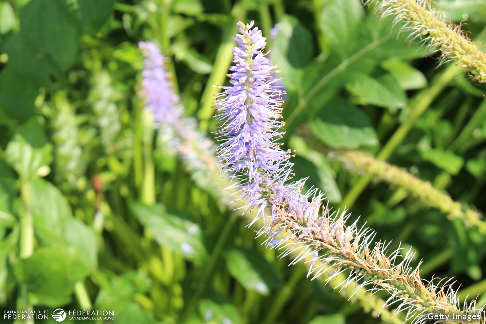 Plants That Thrive in Soggy Spots – Your Connection to Wildlife