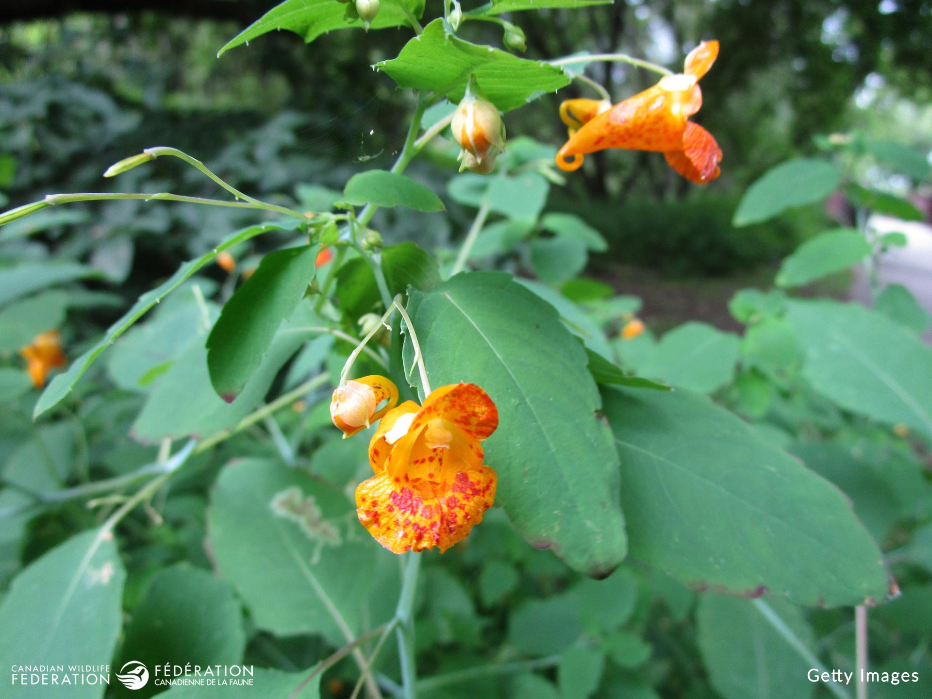 Plants That Thrive in Soggy Spots – Your Connection to Wildlife