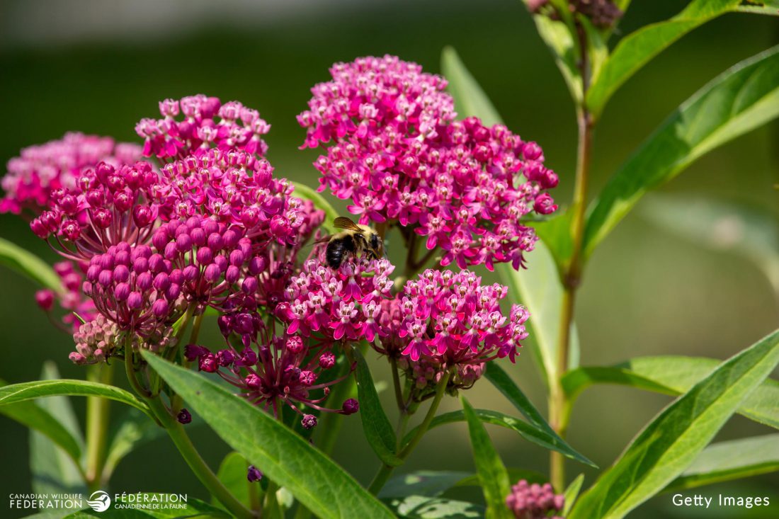 Plants That Thrive in Soggy Spots – Your Connection to Wildlife