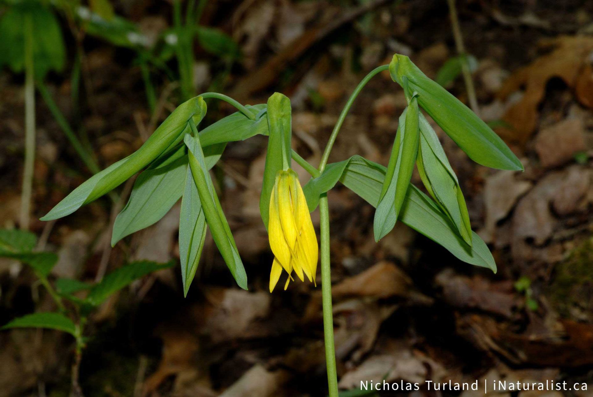 Grow These 13 Plants to Give Spring Bees Something to Forage – Your ...