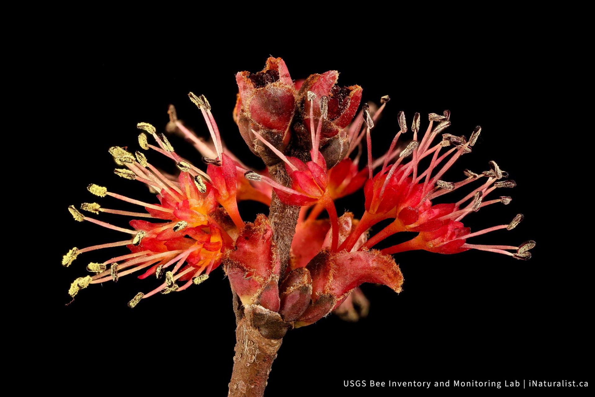 Grow These 13 Plants to Give Spring Bees Something to Forage – Your ...