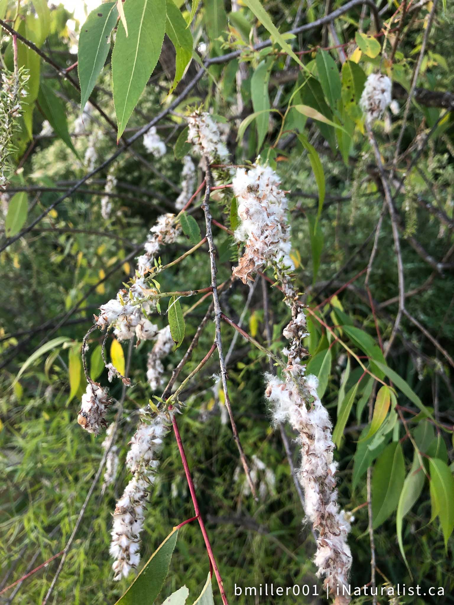 Grow These 13 Plants to Give Spring Bees Something to Forage – Your Connection to Wildlife