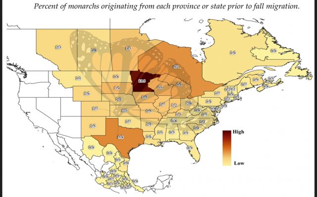 Winter Monarch Butterfly Population Numbers Released — And It’s Not ...