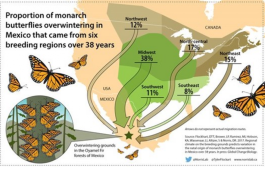 Winter Monarch Butterfly Population Numbers Released — And It’s Not ...