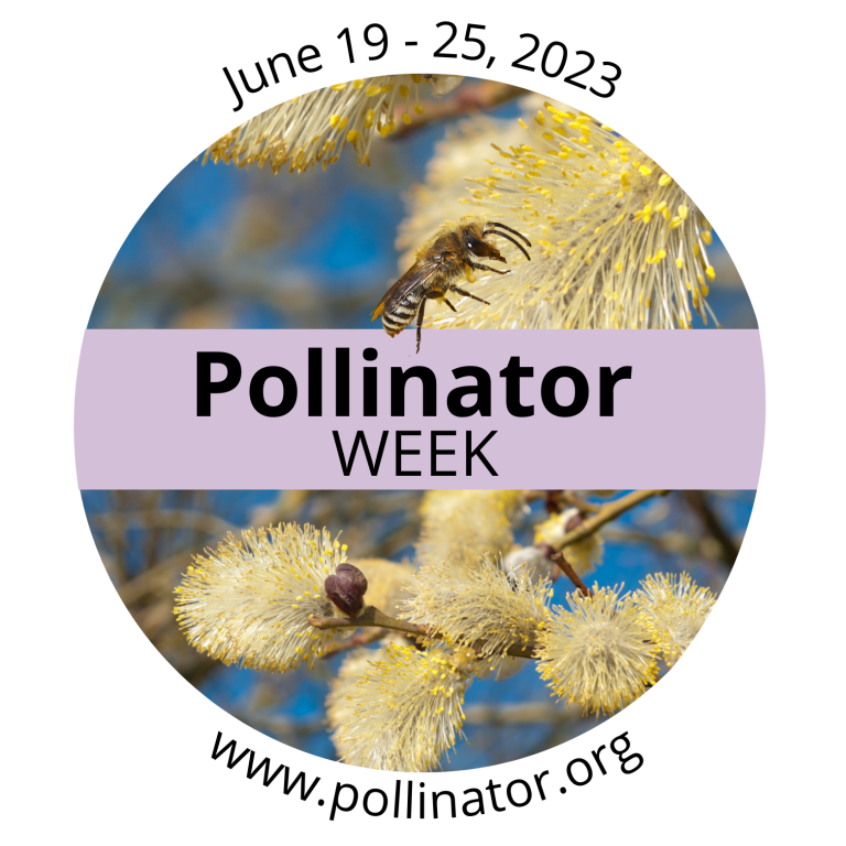 4 Ways to Celebrate #PollinatorWeek with the Canadian Wildlife ...