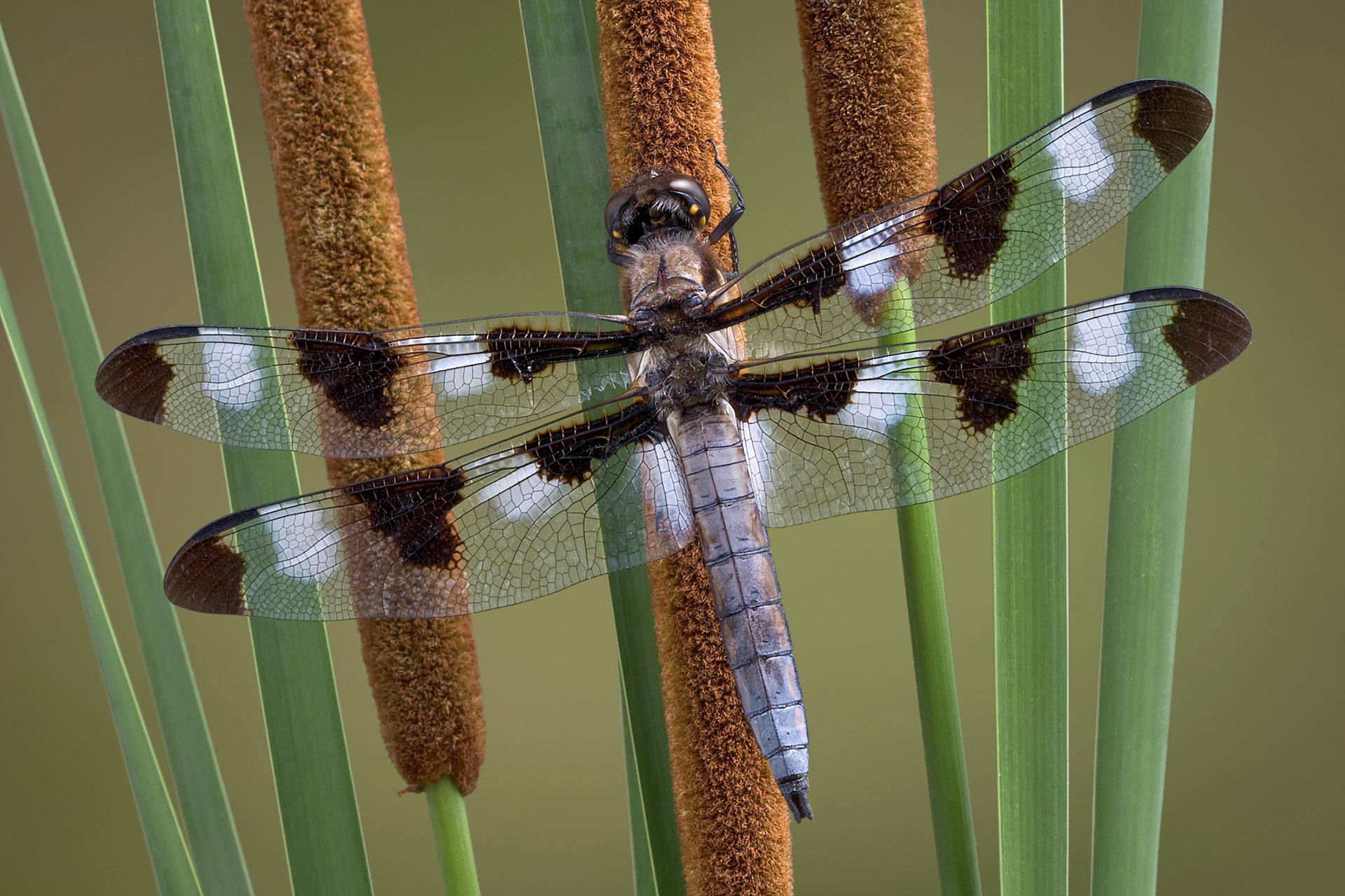 Five Ways to Attract Dragonflies to Your Backyard – Your Connection to ...