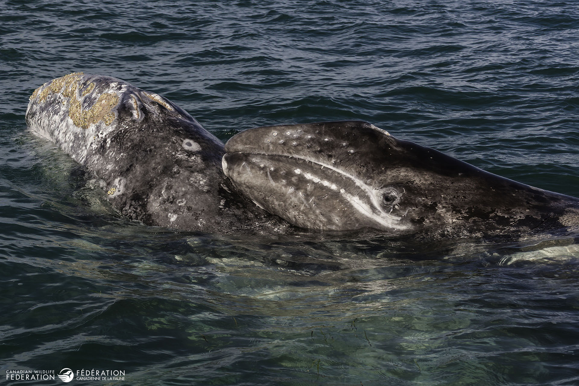 Grey Whale Grief – Your Connection to Wildlife