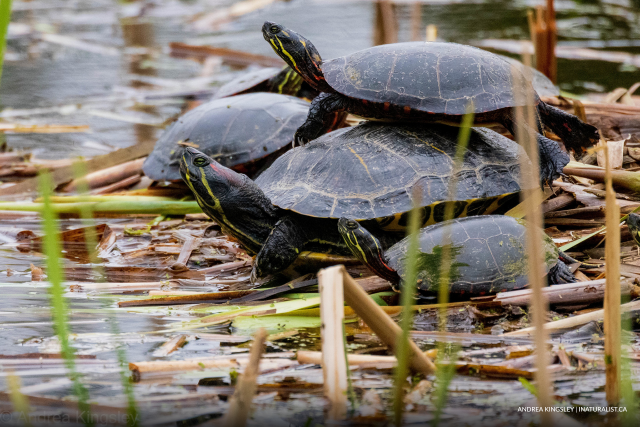CWF Studies Invasive Red-eared Sliders’ Behaviours in Canadian Basking ...