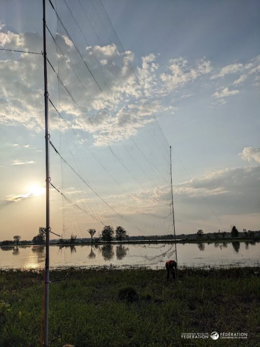 Thanks to You… – Your Connection to Wildlife