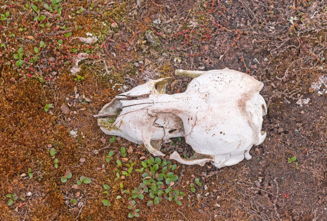 The Sixth Extinction. It’s Here – Your Connection to Wildlife