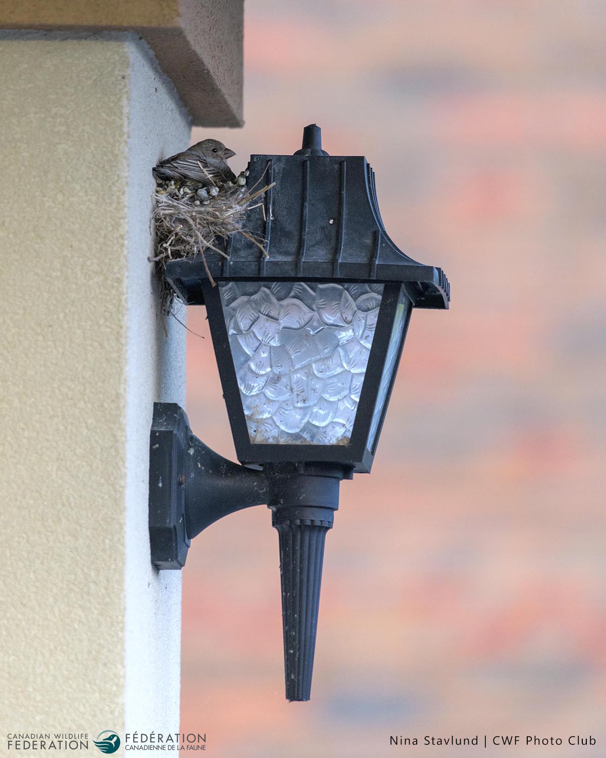 Feathered Neighbours: How birds adapted to European colonialism – Your ...