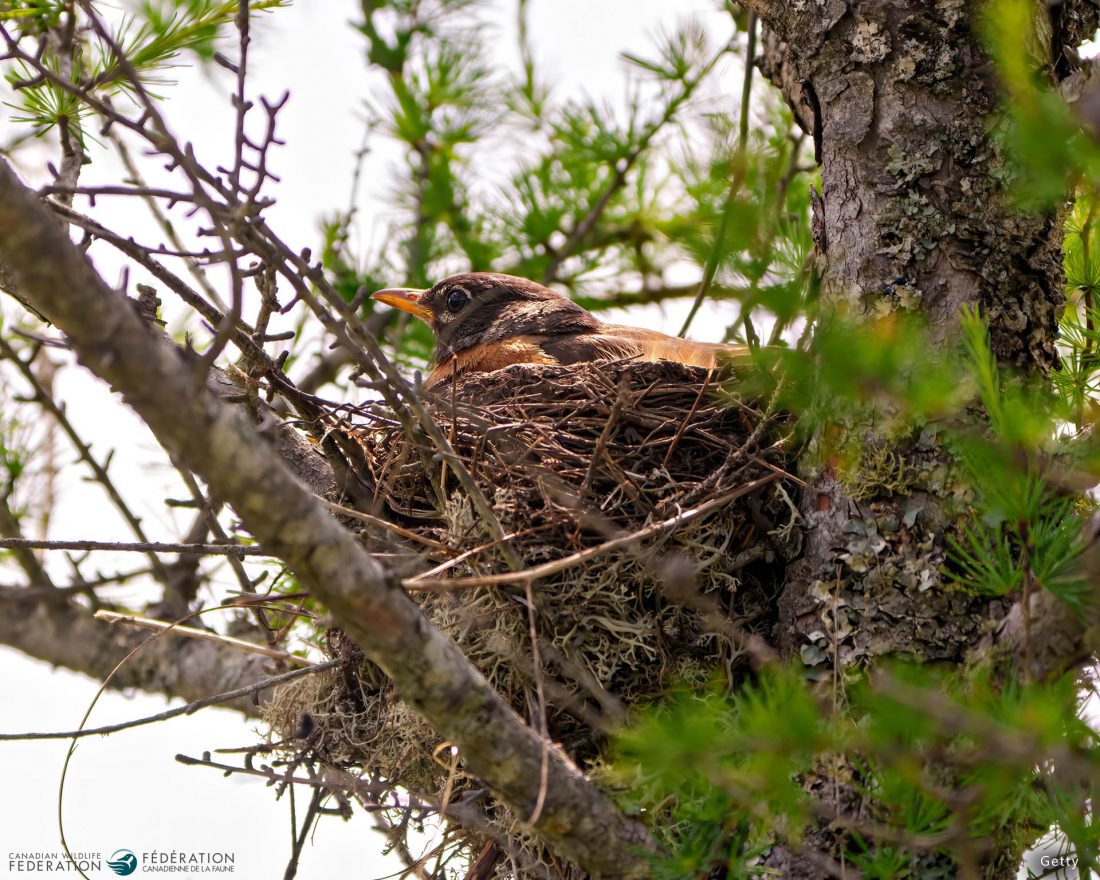 How to Help American Robins – Your Connection to Wildlife