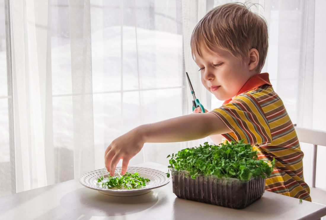 Growing Sprouts Year Round – Your Connection to Wildlife