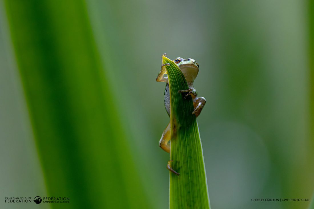 Winners of the 2024 Reflections of Nature Photo Contest – Your ...