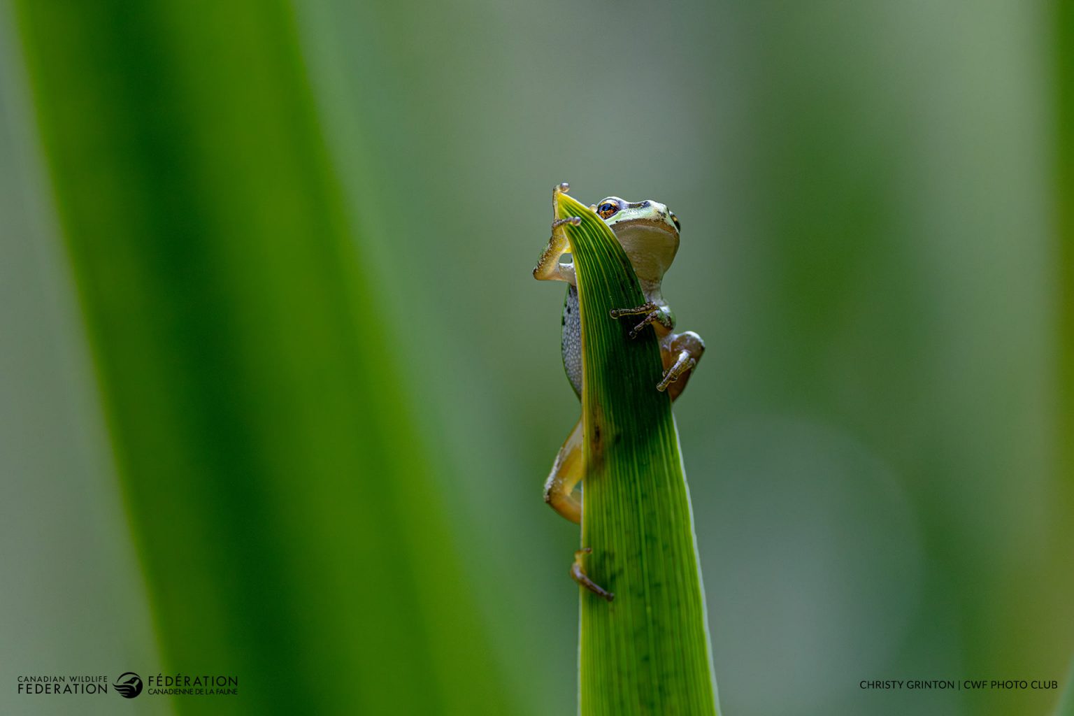 Winners of the 2024 Reflections of Nature Photo Contest – Your ...