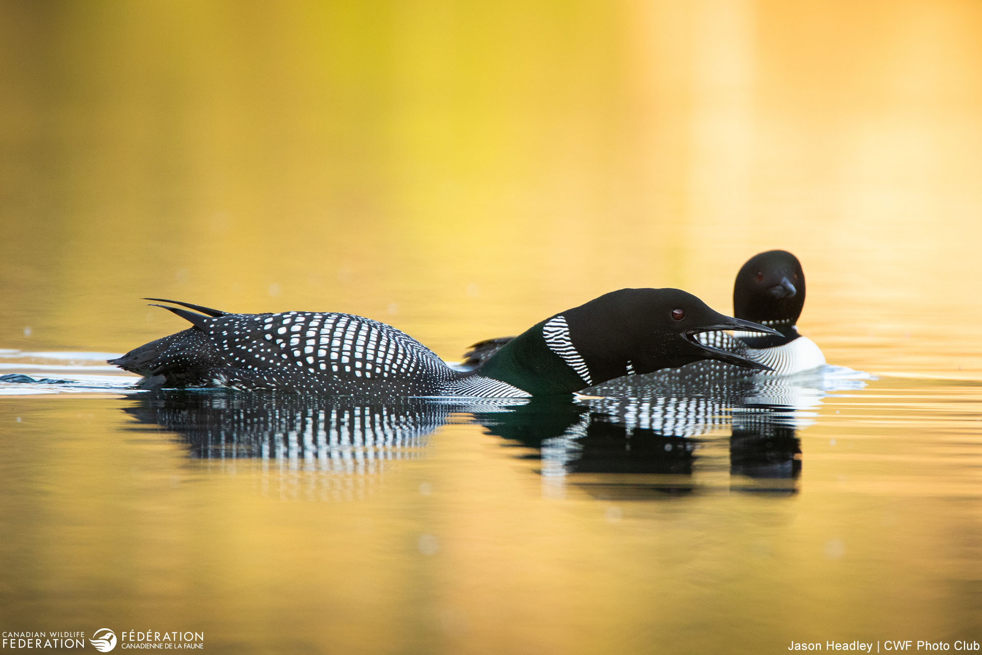 Do Animals Laugh? – Your Connection to Wildlife