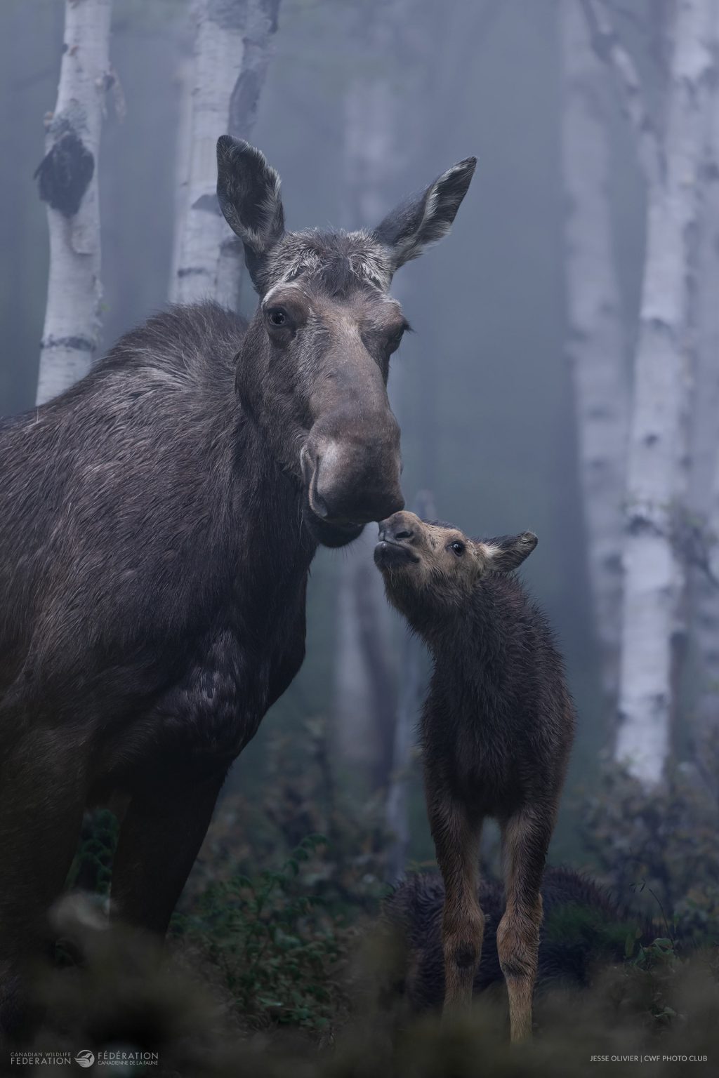 Winners of the 2024 Reflections of Nature Photo Contest – Your ...
