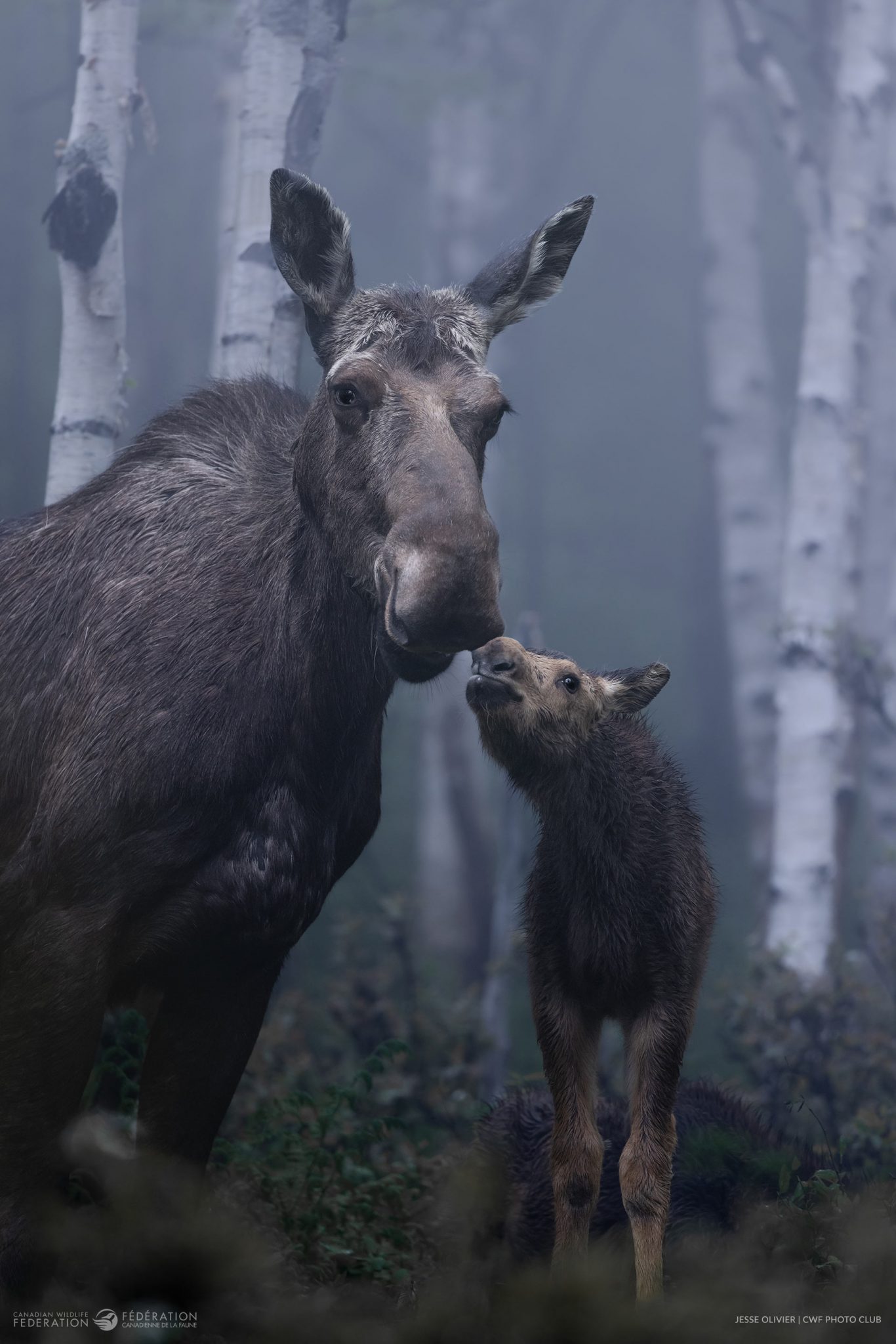 Winners of the 2024 Reflections of Nature Photo Contest – Your ...