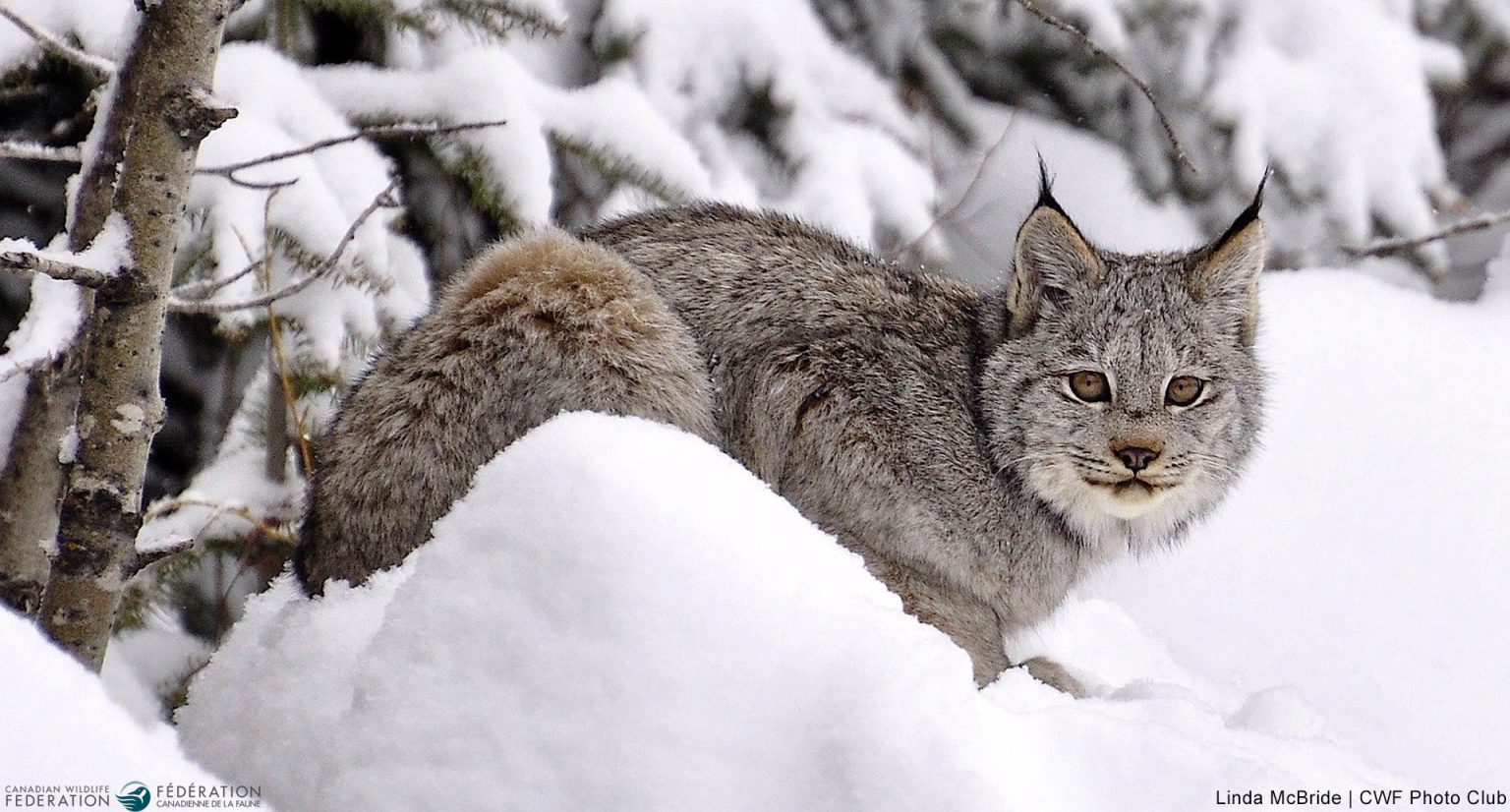 Do Animals Laugh? – Your Connection to Wildlife