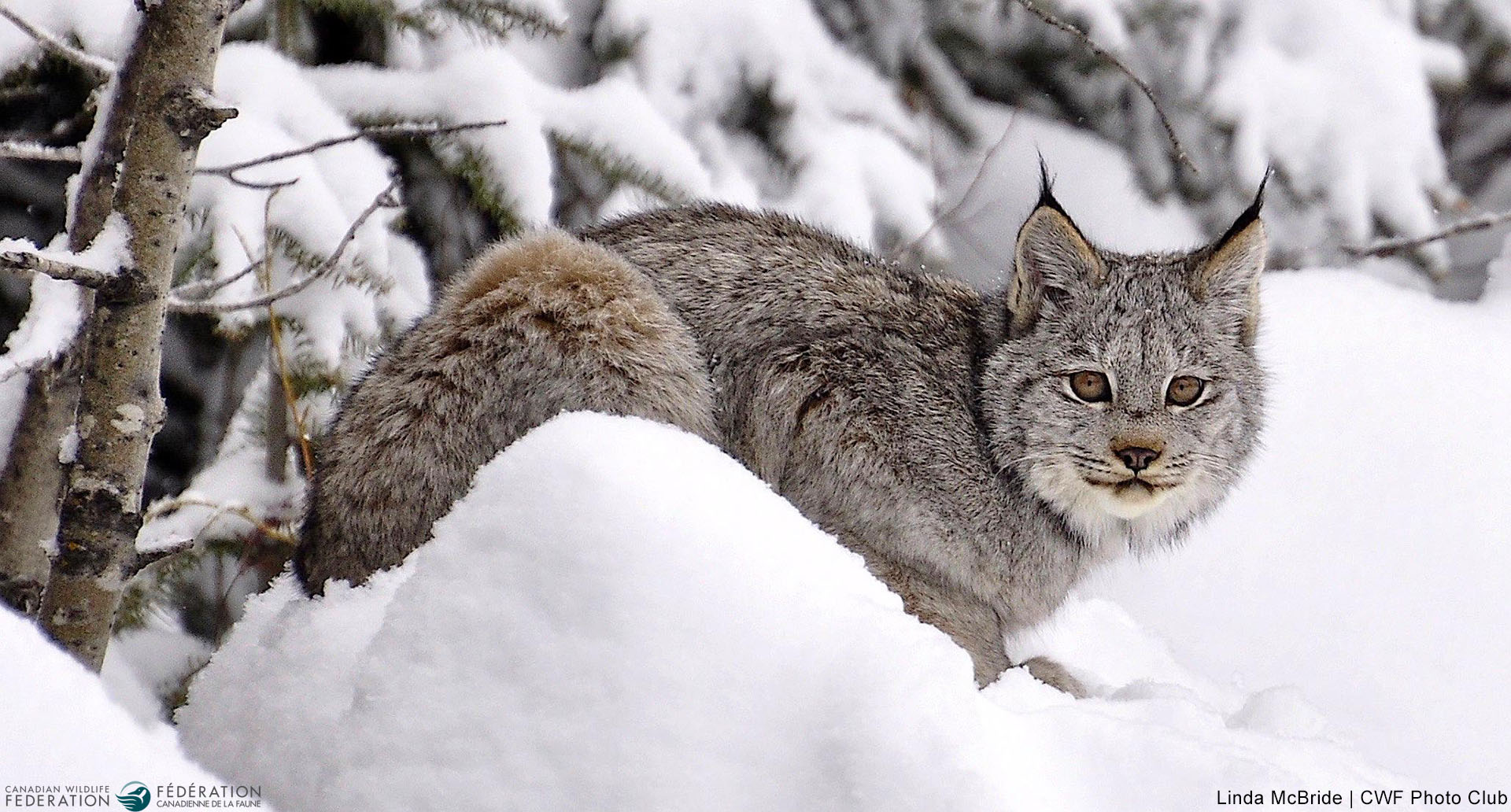 Do Animals Laugh? – Your Connection to Wildlife