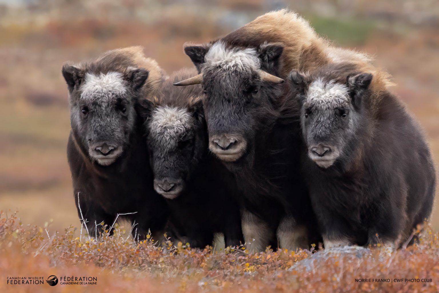 Winners of the 2024 Reflections of Nature Photo Contest – Your ...