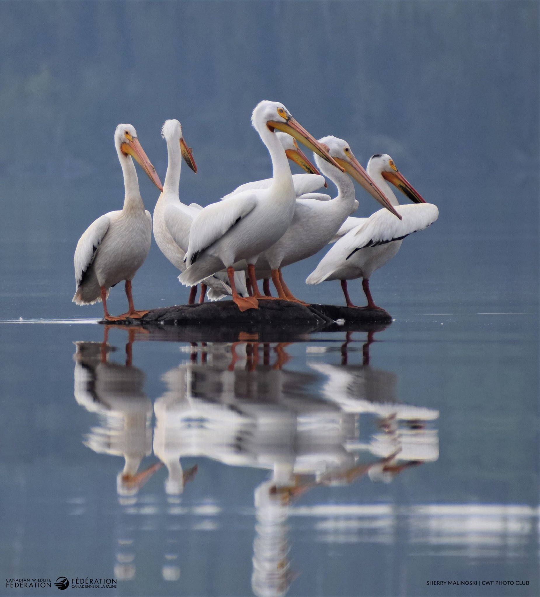 Winners of the 2024 Reflections of Nature Photo Contest – Your ...