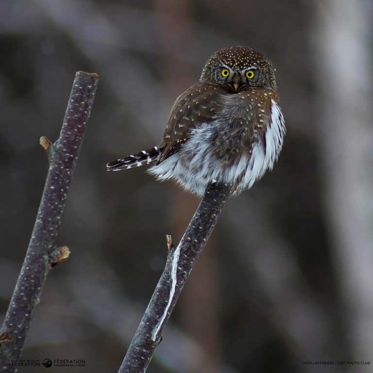 Six Ways to Welcome Owls to Your Backyard – Your Connection to Wildlife