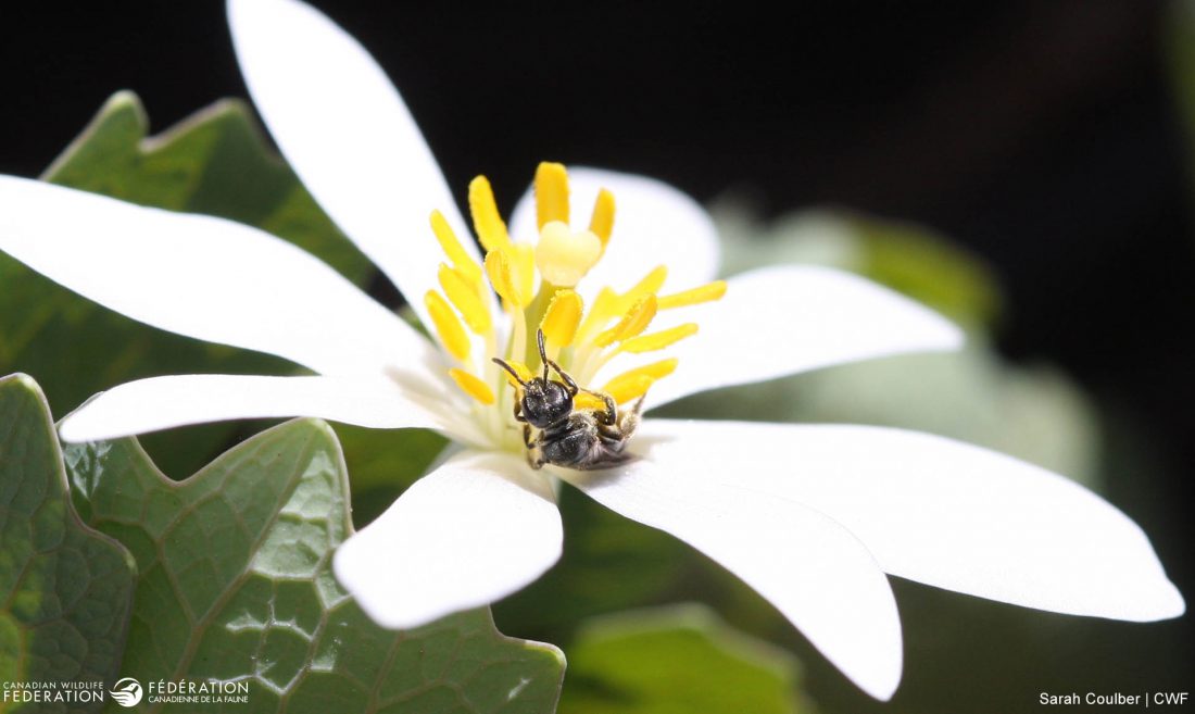 Early Spring Bloomers to Grow – Your Connection to Wildlife