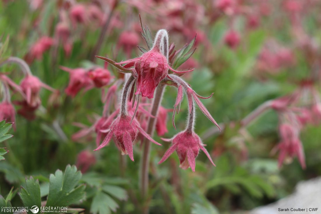 Early Spring Bloomers to Grow – Your Connection to Wildlife