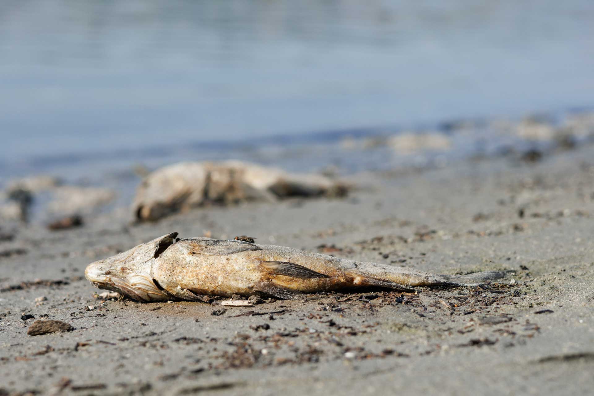 Anatomy of a Lake in Trouble – Your Connection to Wildlife