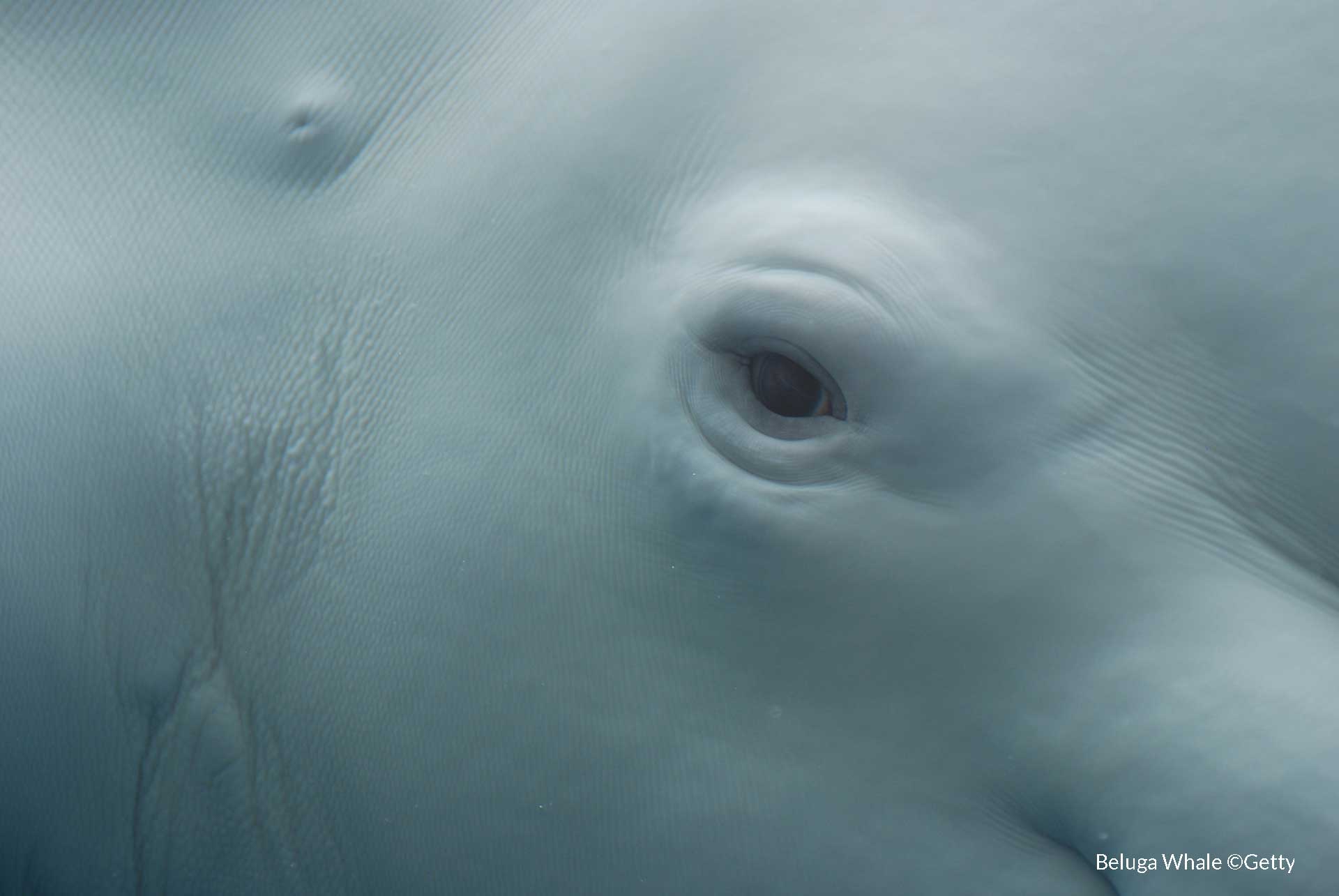 5 Signs That Whales May Be Canada’s Smartest Mammals – Your Connection ...