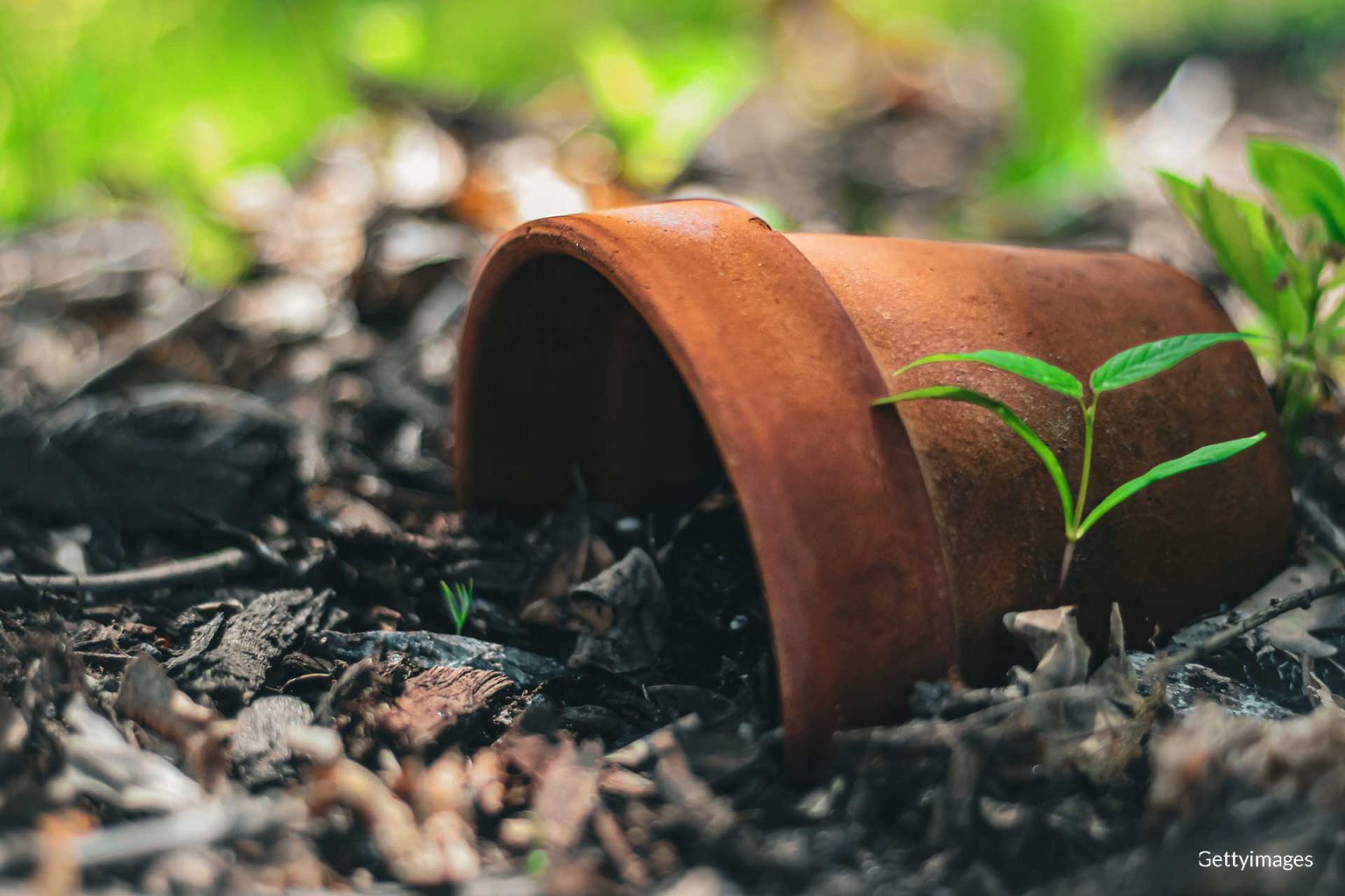 5 Steps to Creating a Backyard Haven for Toads – Your Connection to ...