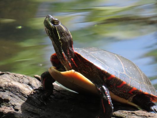New Milestone: 100,000 Turtle Observations on iNaturalist Canada ...