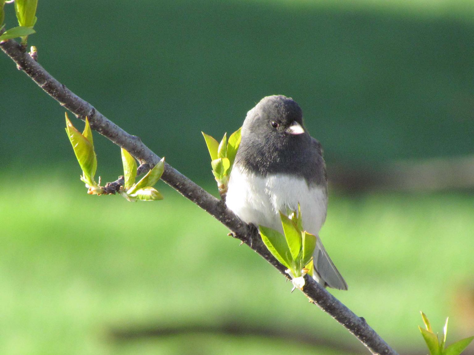 How to Help Juncos – Your Connection to Wildlife
